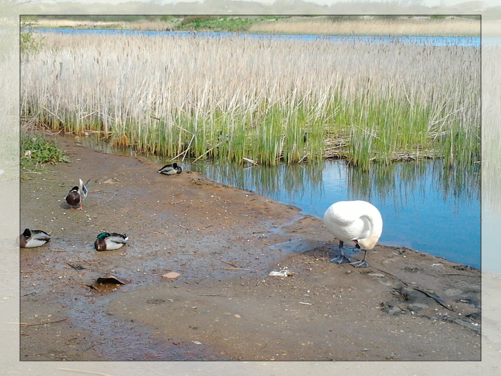 wvcamper: Marton Mere Touring Site review