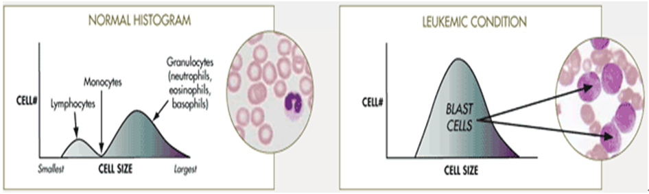 TẾ BÀO BLAST LÀ GÌ?
