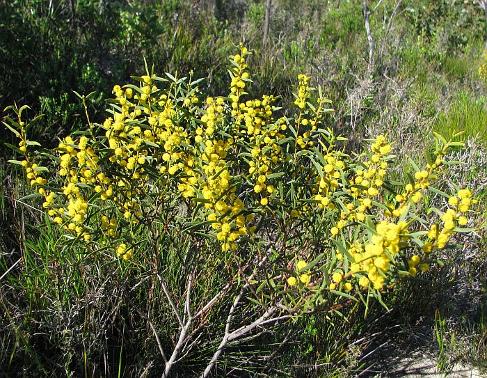 Esperance Wildflowers: Acacia cochlearis - Rigid Wattle
