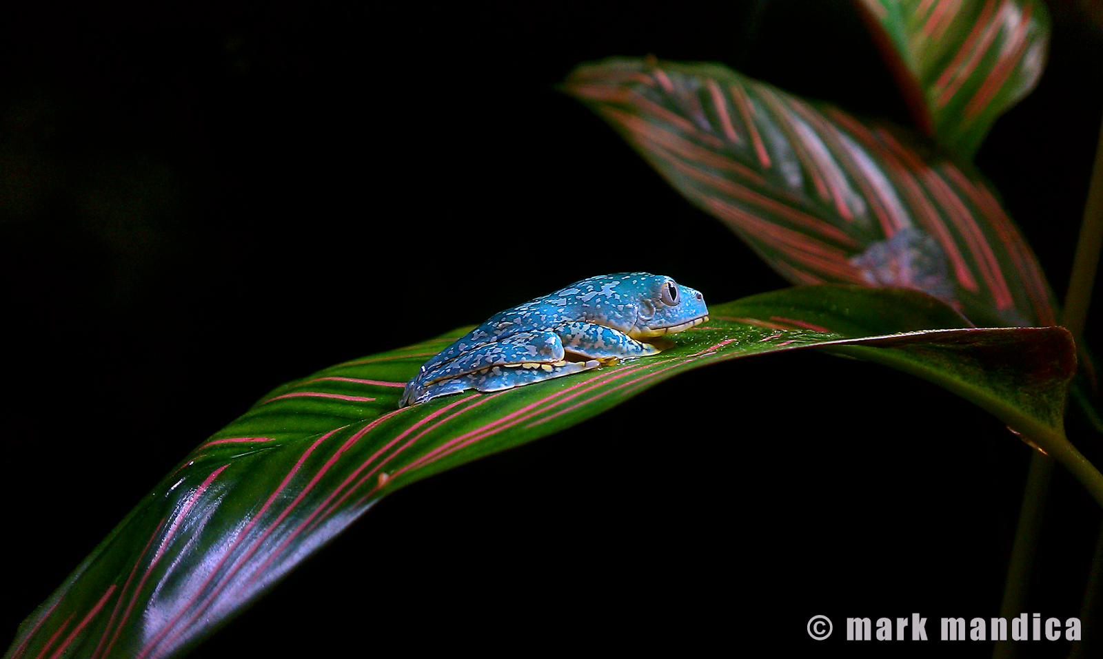 Species Highlight: Captive Breeding of Fringed Leaf Frogs