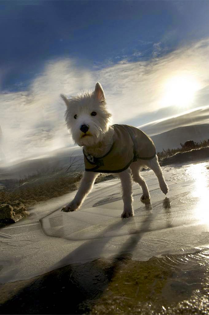 Dogs on Ice | The Ark In Space