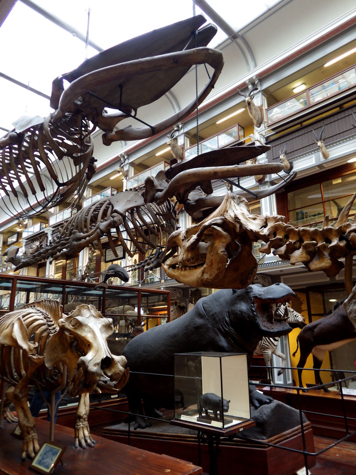 Culture, Craft & Cooking!: Visit to the Dead Zoo