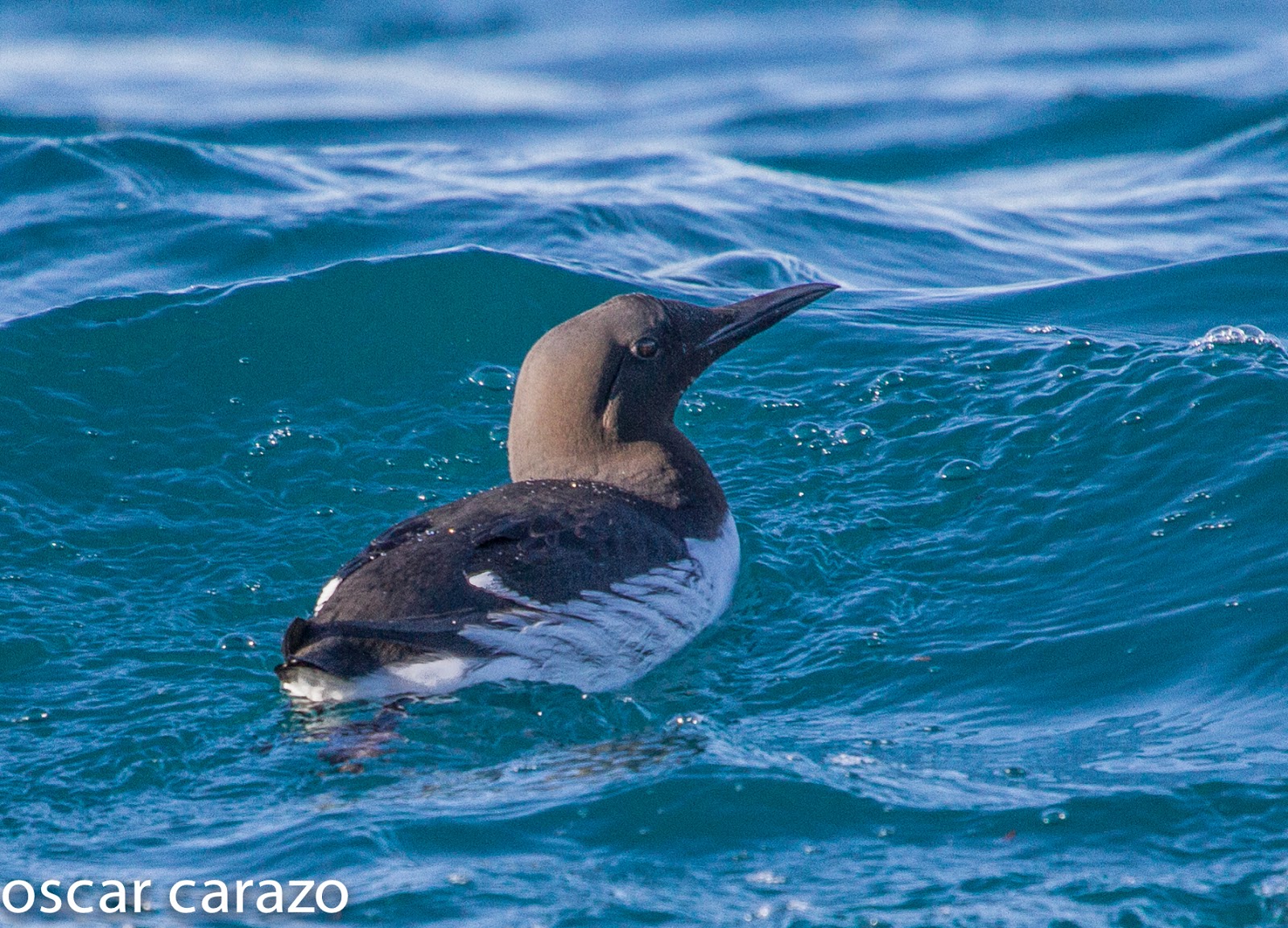 AVESANTURTZI: MARINAS CON LURGAIA II (PAGALO GRANDE Y ARAO)