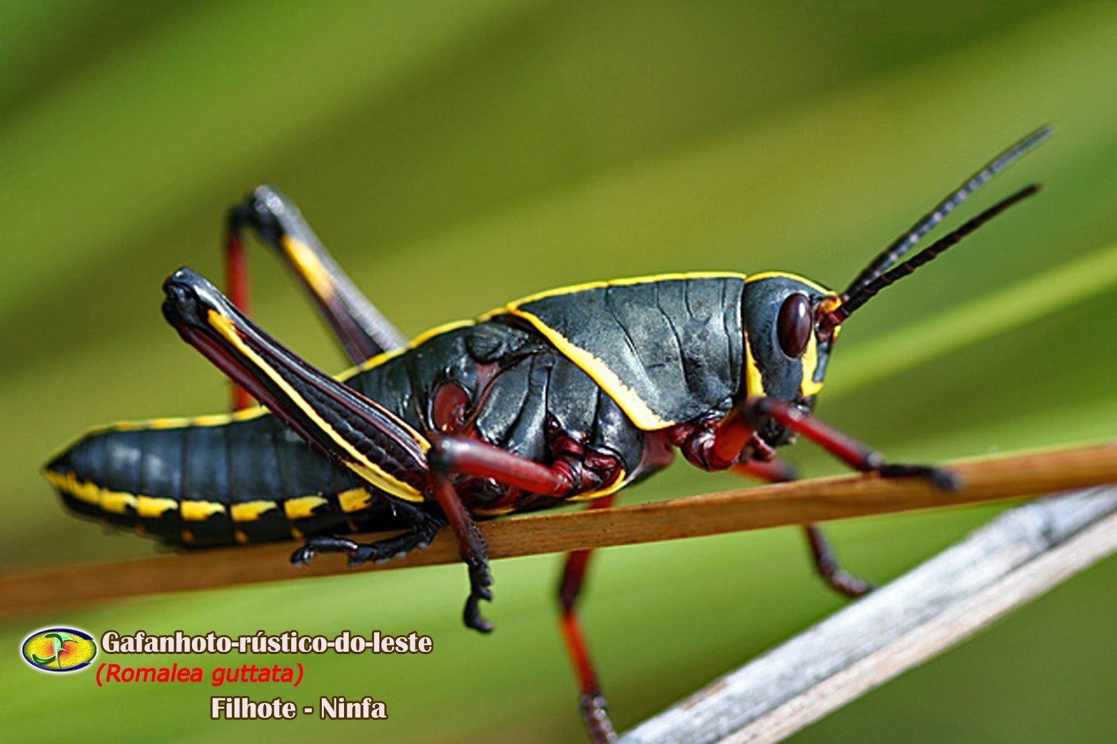 O Gafanhoto é Um Parasita De Plantas - RETOEDU