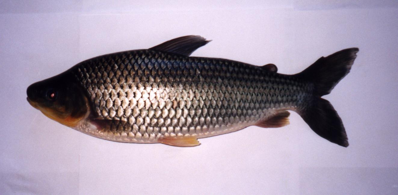 Cria Peixe - Tilapicultura : "FOTOS DE PISCICULTURAS"