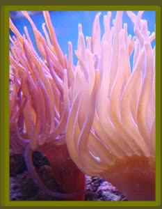 Las Esponjas y Los Celenterados