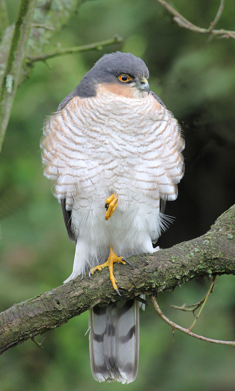Another Bird Blog: Saved By A Sparrowhawk