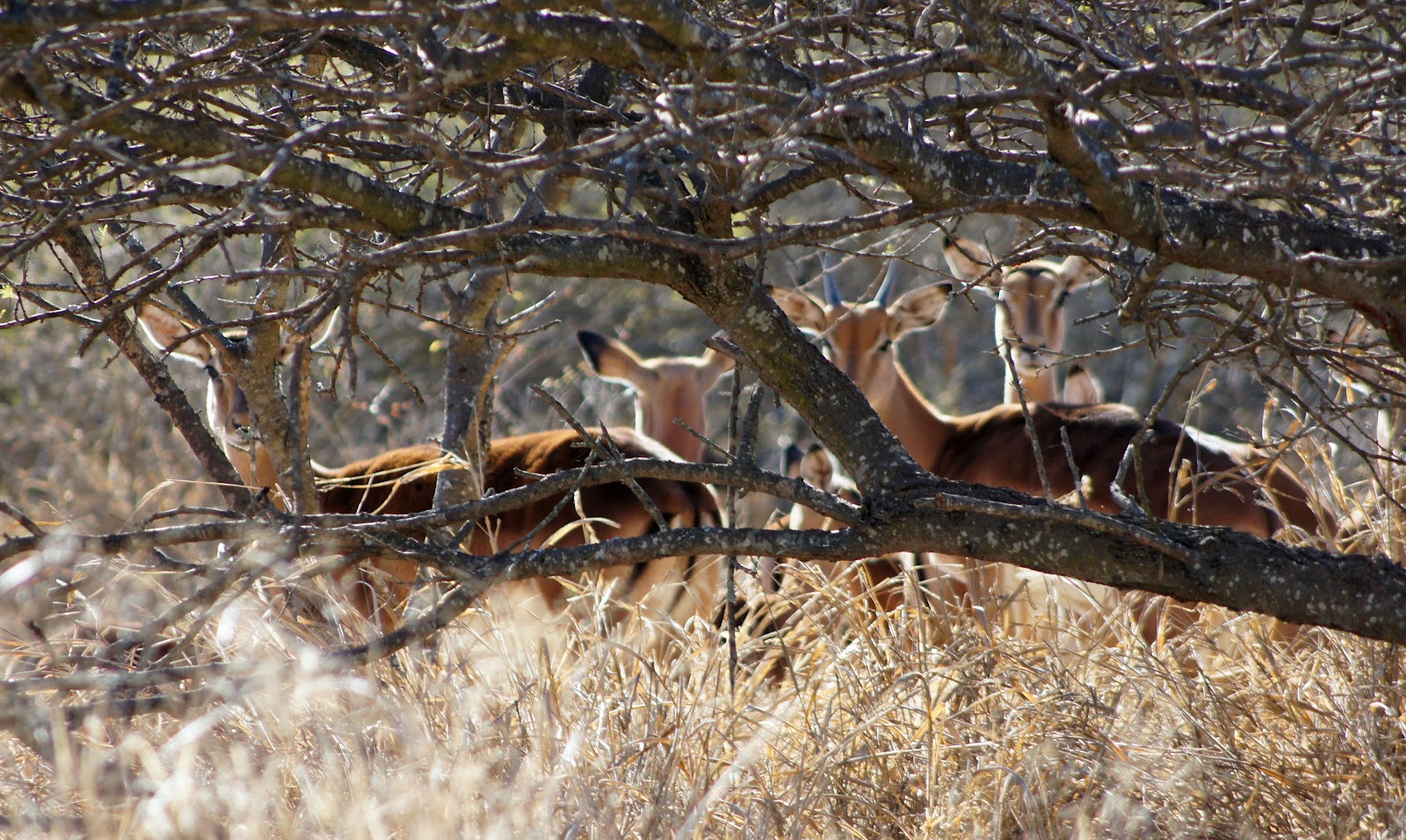 På jobb i Sydafrika: Polokwane Game Reserve