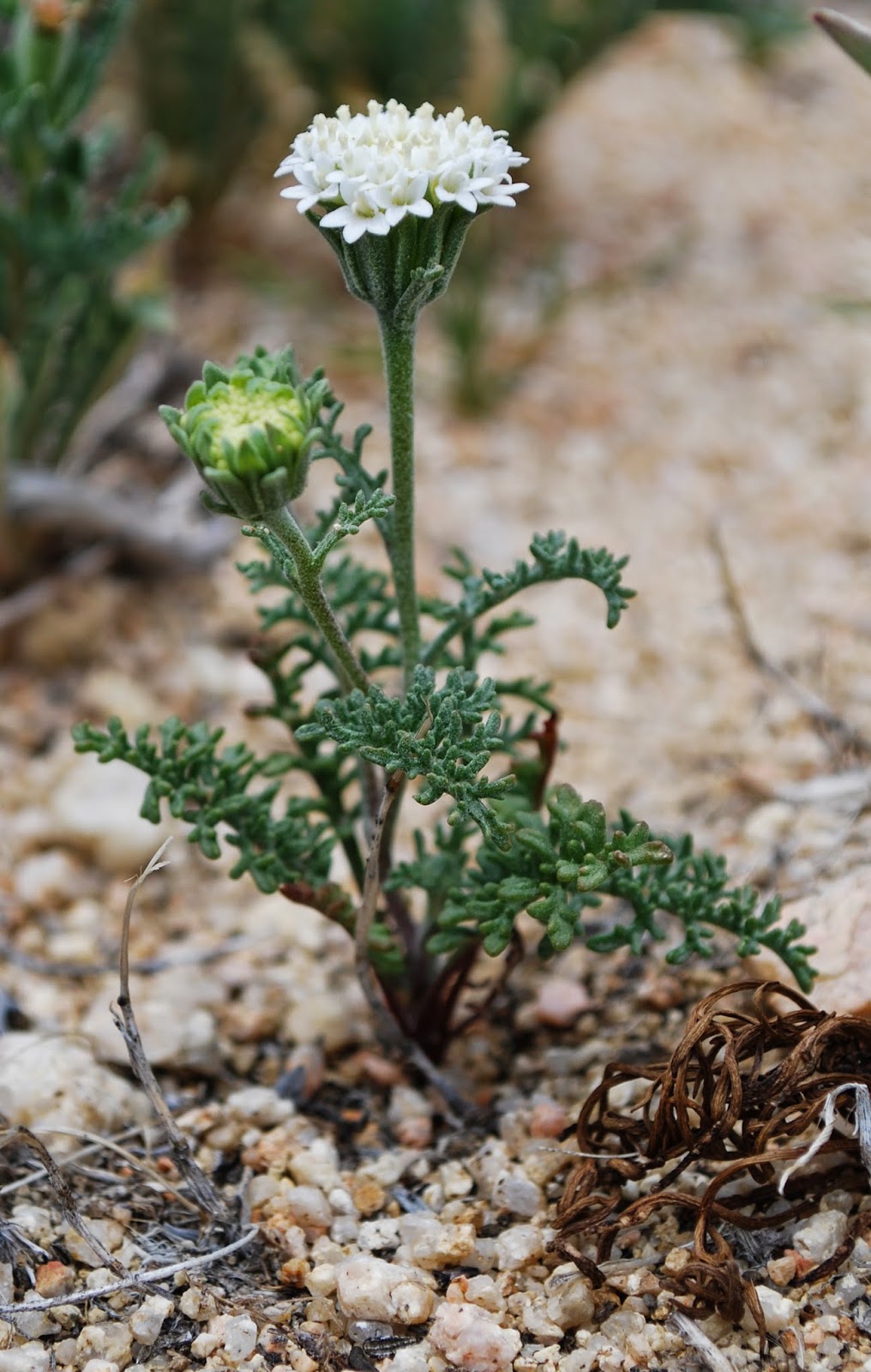 Tejon Ranch Conservancy Blog: Tejon Ranch Botany- by Dr. Bruce Baldwin ...