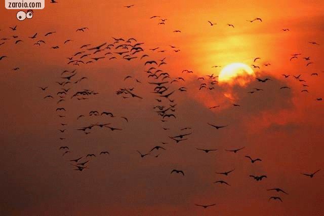 A casa de todos fotos blog: Pássaros voando