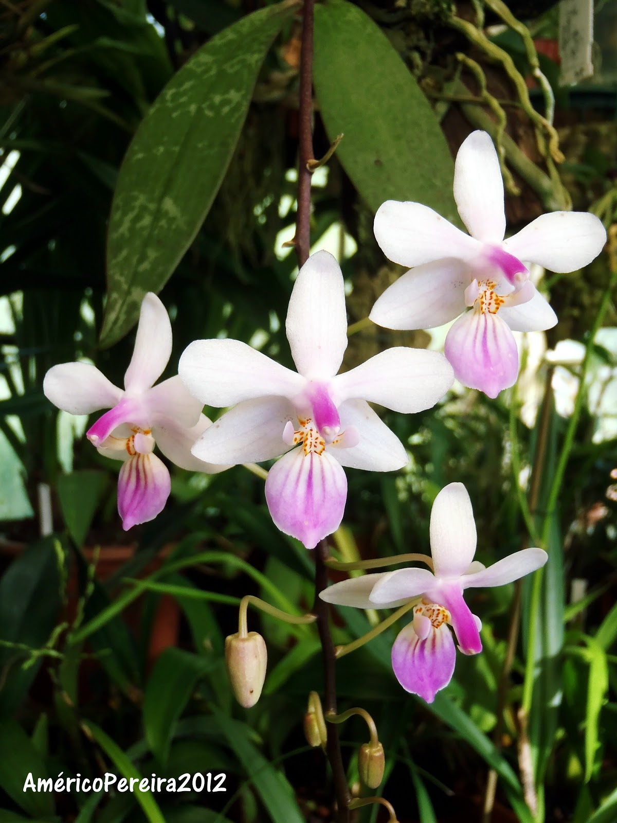 Orquídeas soltas: Phalaenopsis lindeni