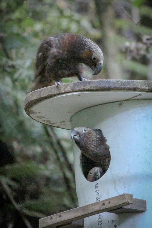 Julia's Birds, Bugs, Bikes and Boats Blog: A Young Kaka Leaves the Nest.