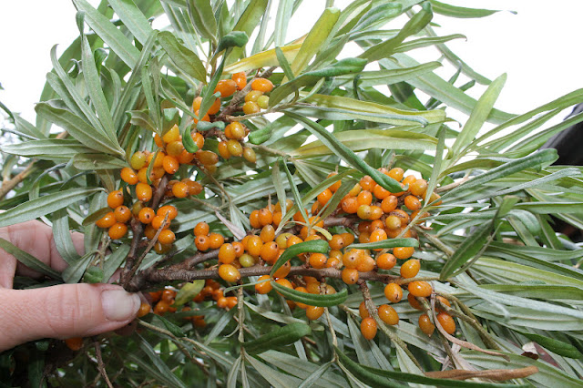 Eilistä paistoa: Vispipuuro tyrninmarjoista - gluteeniton