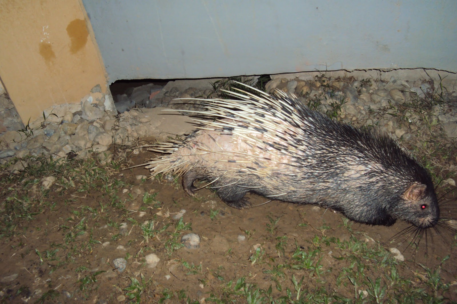BIRD GROUP TAMAN NEGARA: Landak Raya
