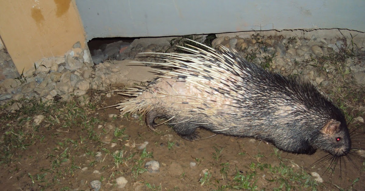 BIRD GROUP TAMAN NEGARA: Landak Raya