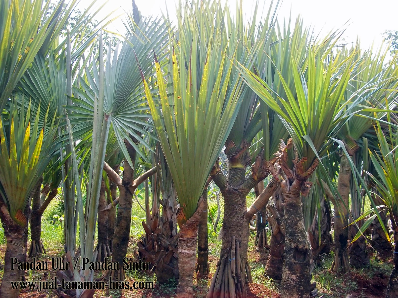 12+ Tanaman Hias Jenis Pandan