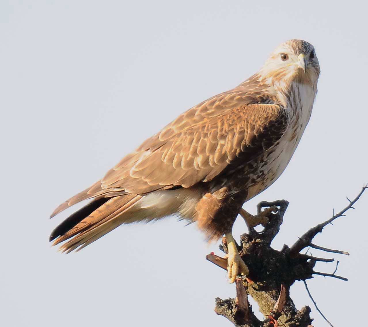 Indian Birds Photography: (delhibirdpix) Himalayan Buzzard