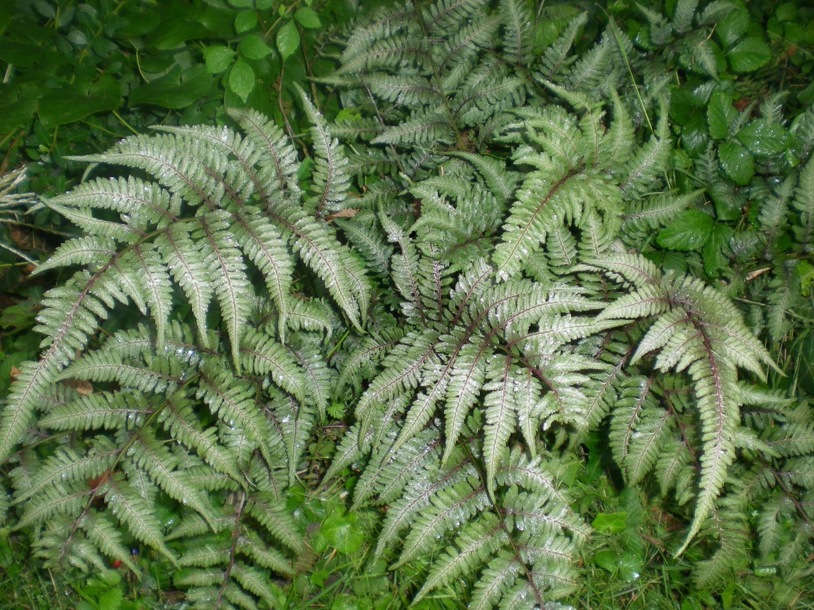Jarvis House: Deep Purple Flowering Shrubs in September at the Jarvis ...