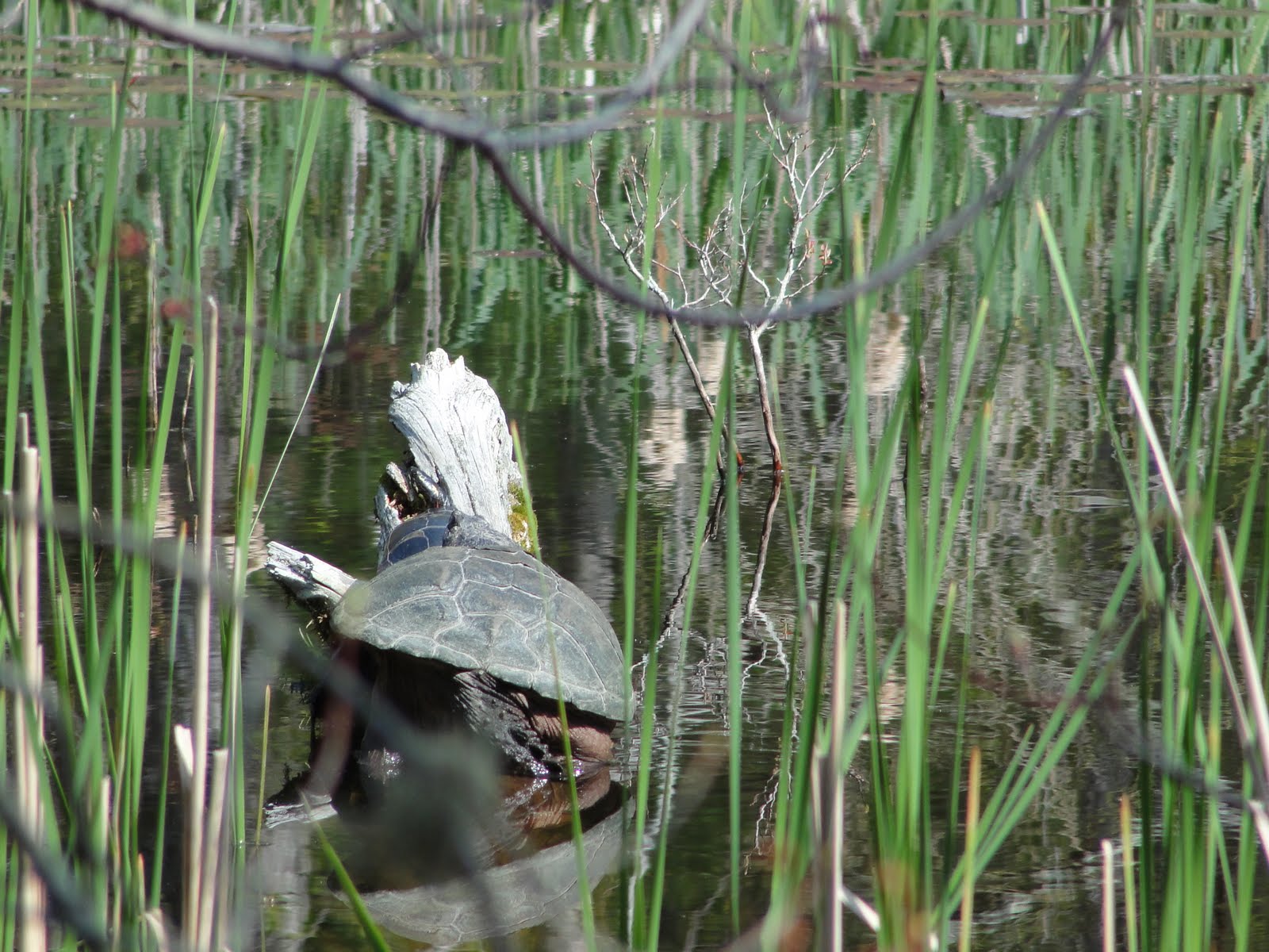 eastern painted turtles | Mary Richmond's Cape Cod Art and Nature