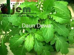 obat-obatan alami: DAUN DEWA