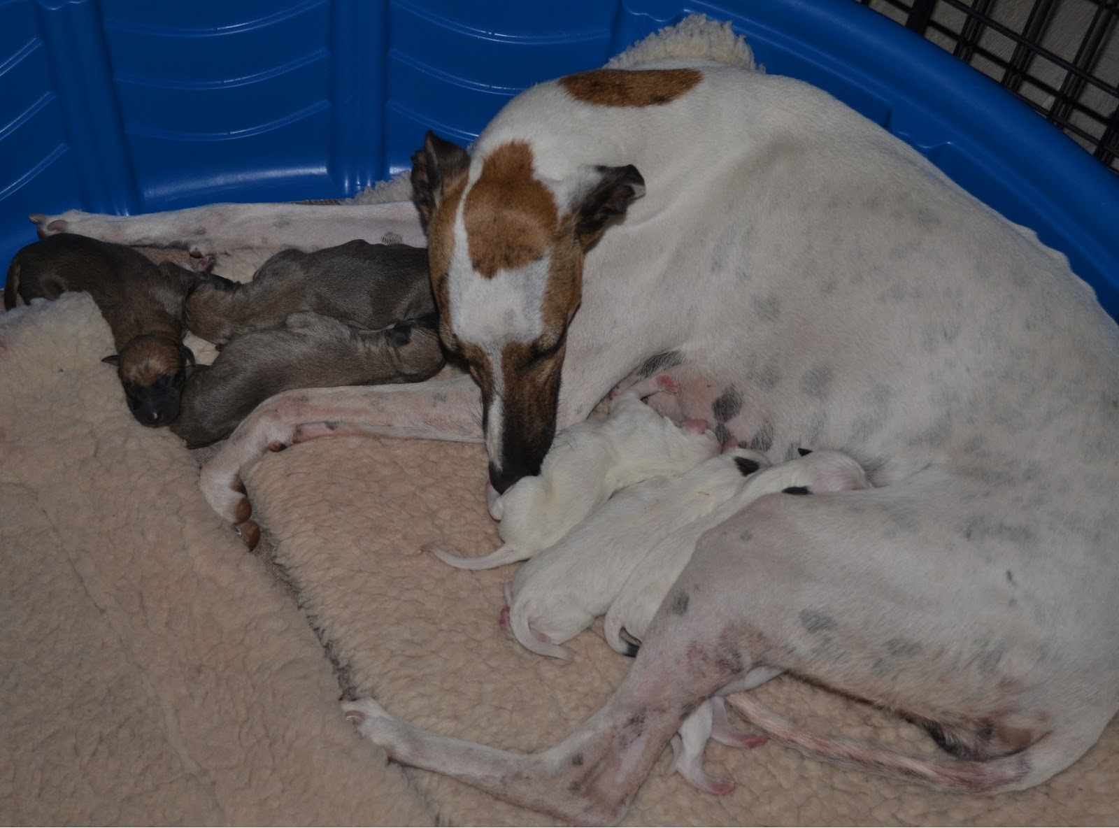 Horsetooth Whippets: They're Here! Introducing the "W is for Whippet ...