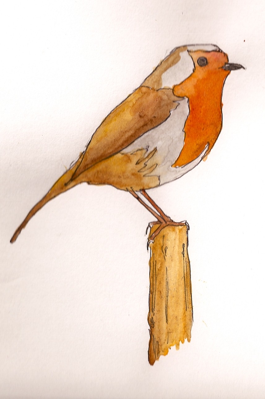 The Bird Draws : Original Bird Drawings