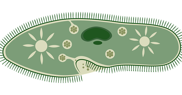 Soal dan Pembahasan UN Tentang Protista - BSB
