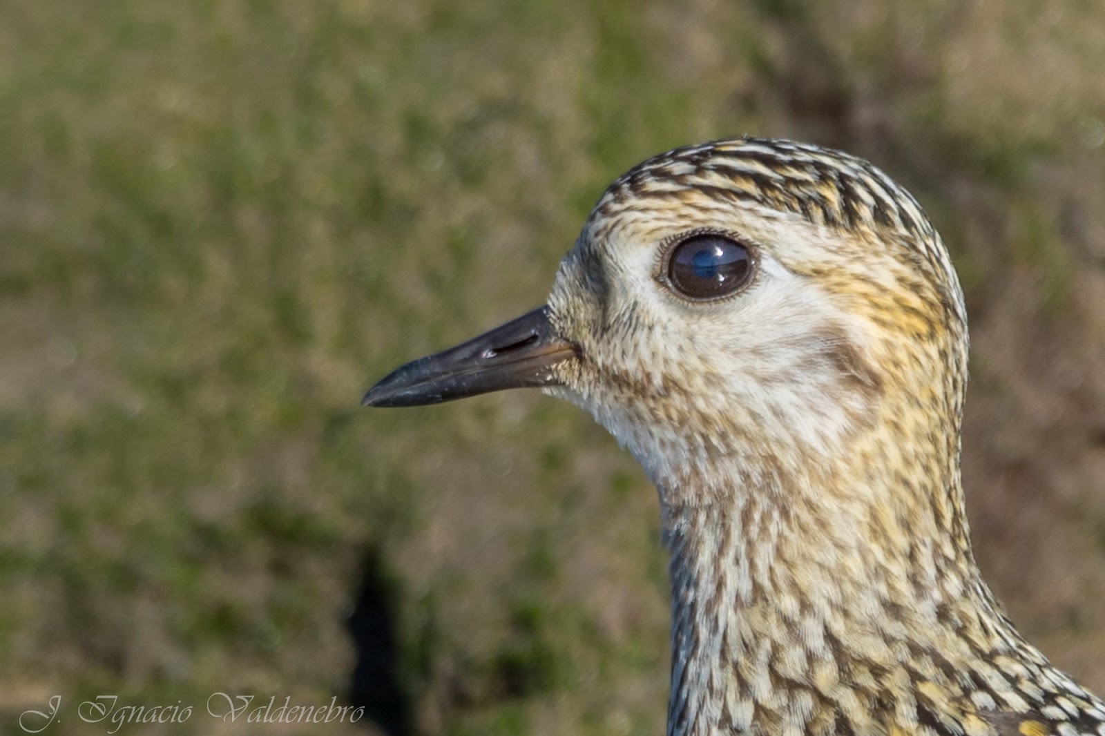 DocNatureBlog: El Chorlito dorado europeo y el Libro Guinness de los ...