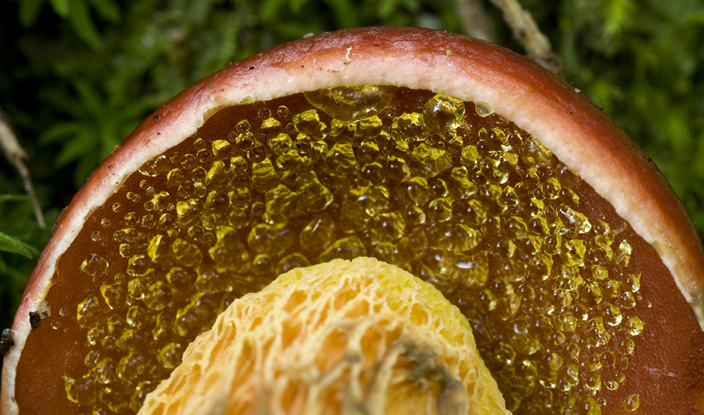 The 3 Foragers: Foraging for Wild, Natural, Organic Food: Mushrooms ...