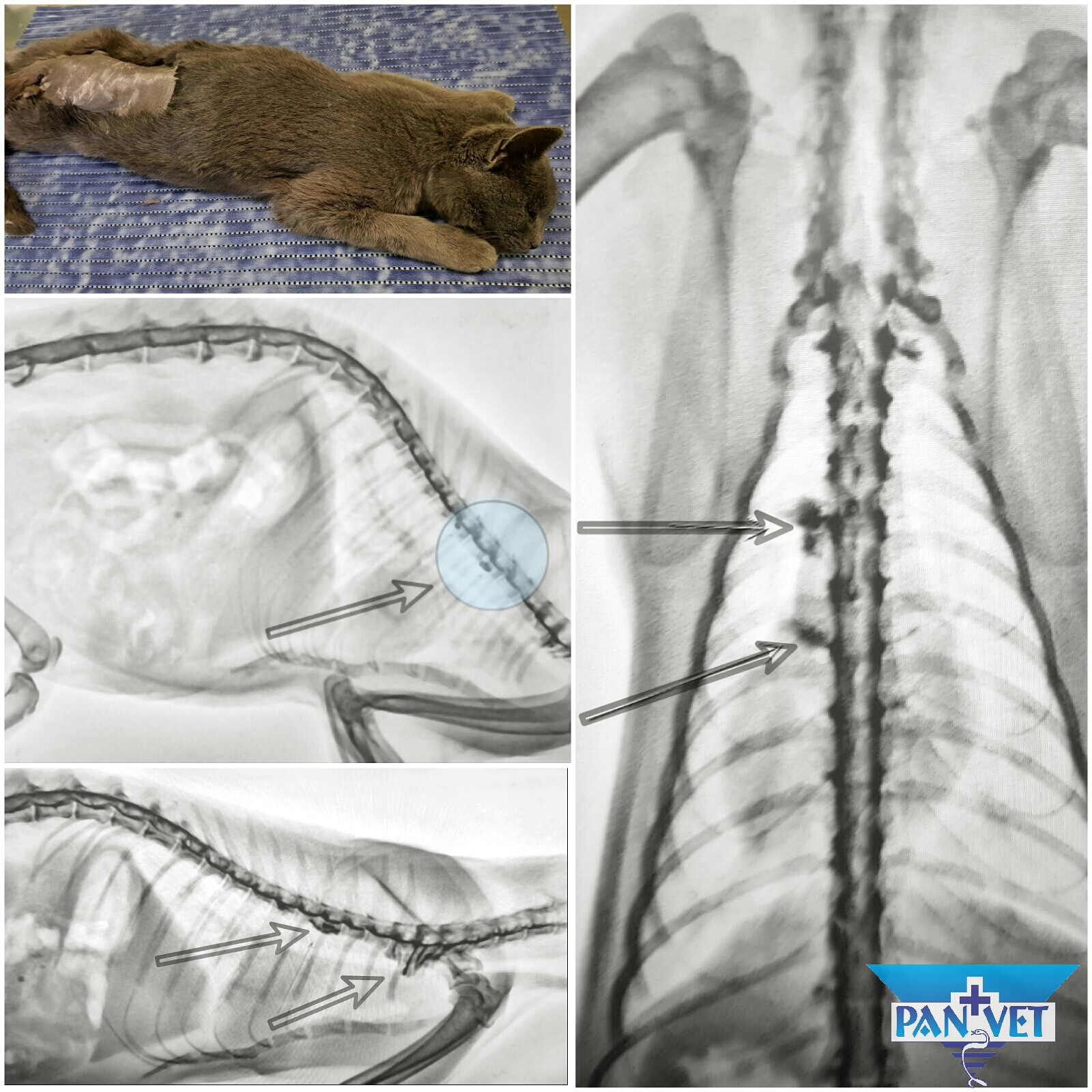 Diskus hernija - protruzija diska pasa ~ Panvet - moj veterinar