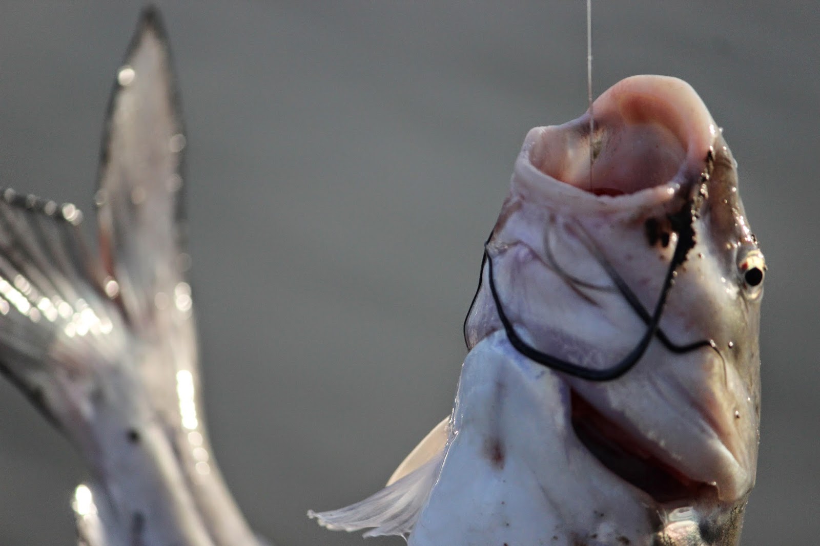 Gifts For Fishermen: Best Catfish Bait To Catch A Stringer Full!