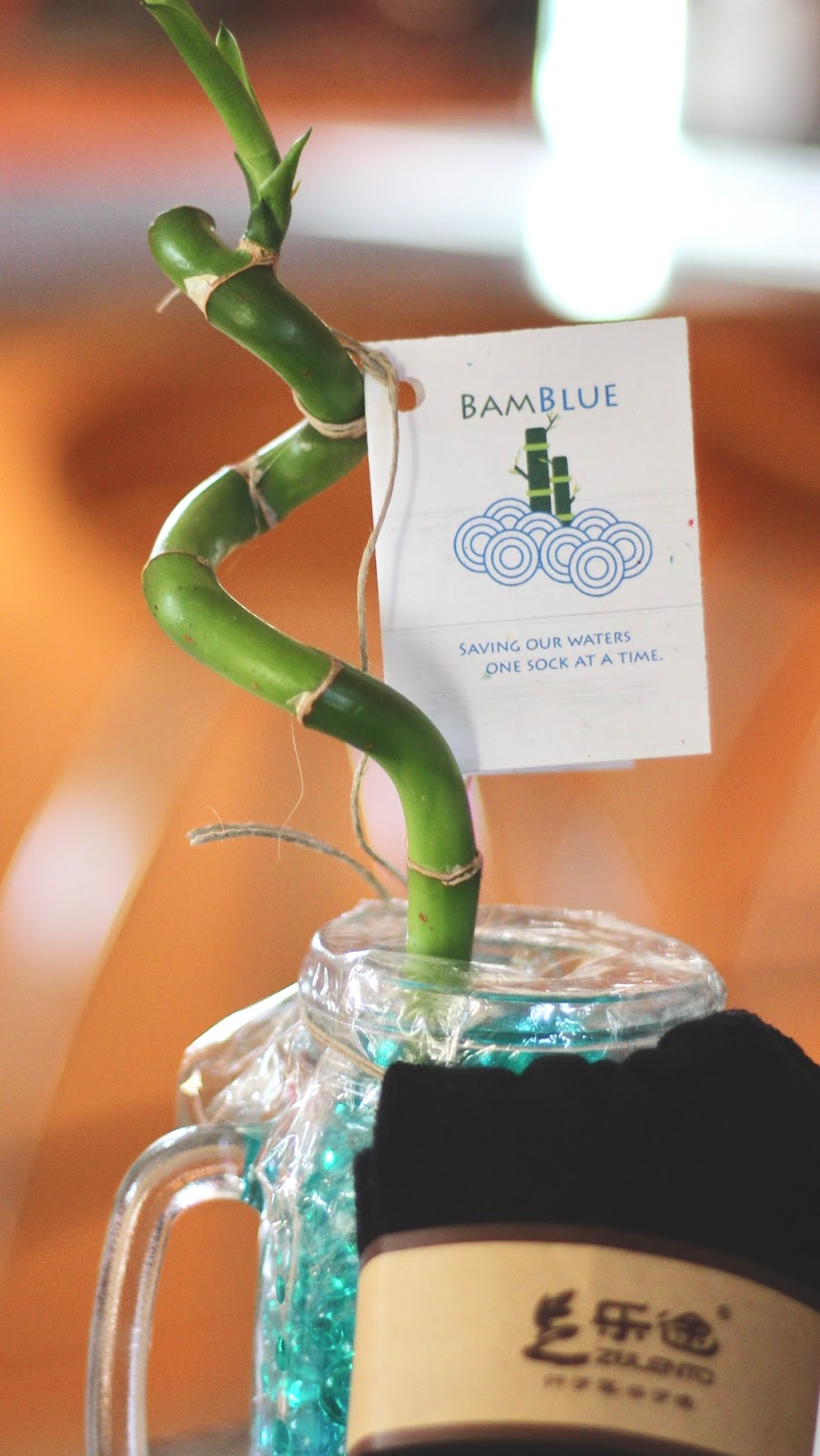 How to Care of your Bamboo Plant