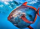 Scientists have newly discovered the first fully warm-blooded fish ...