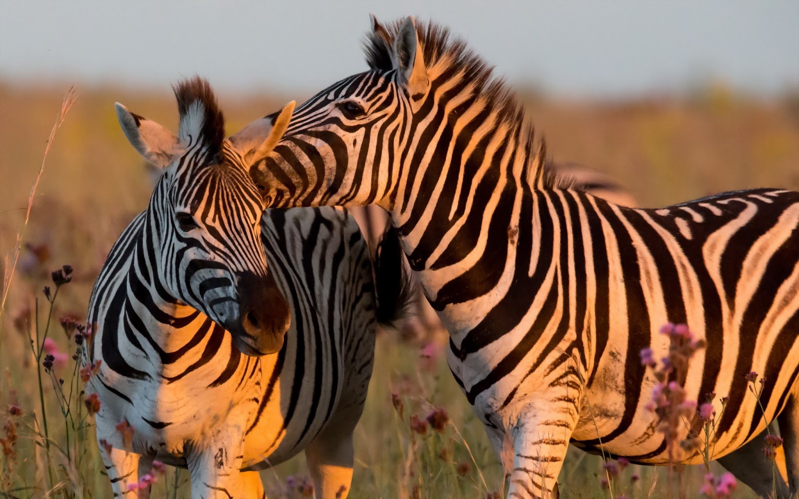 Beautiful Wallpapers: zebra rare pictures collection