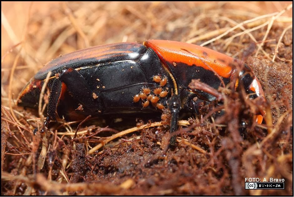 FAUNA AUXILIAR: FAMILIA UROPODIDAE