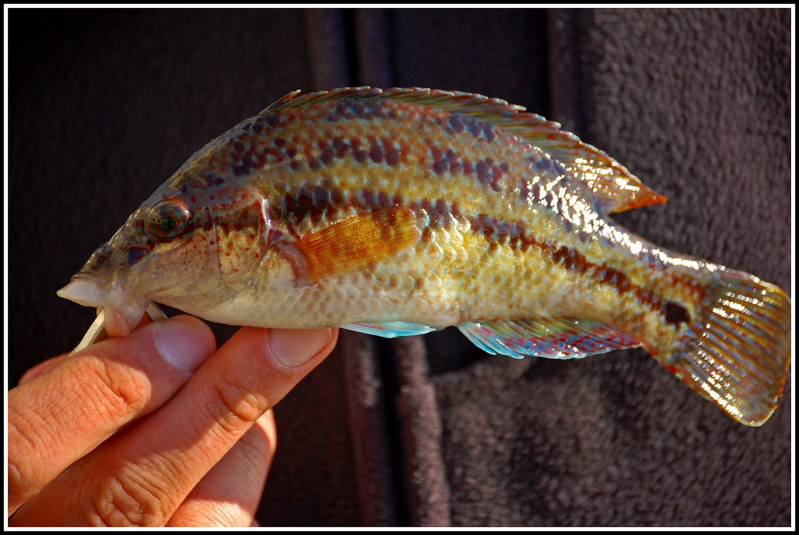 Spinning Fish: Tordo Pavone - I colori del Rock