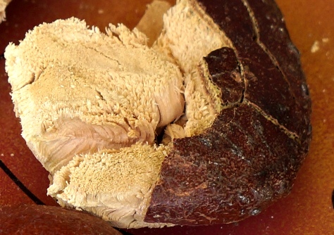 Connecting with Nature: The Loneliness of Stinking Toes