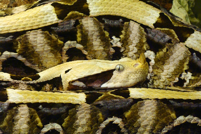 SERPIENTES DE AFRICA