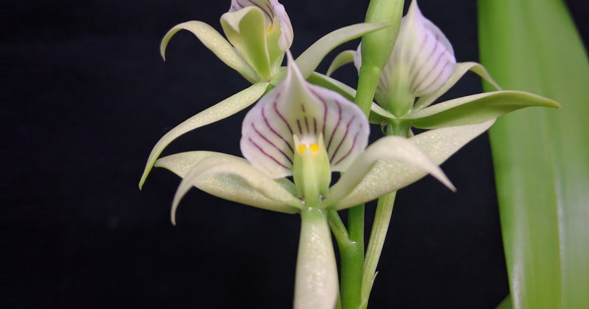 Kev's Orchids: Bloom Event - Prosthechea fragrans