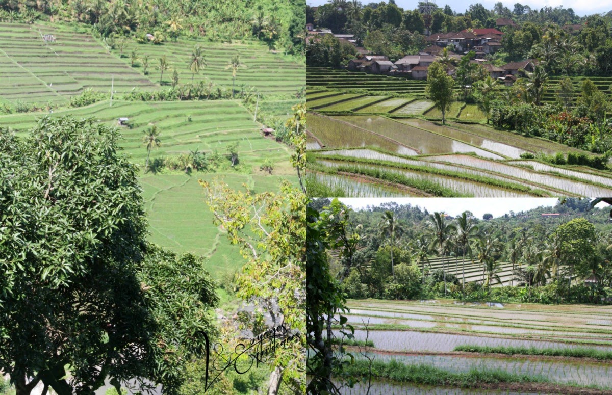Voyages et Expériences : Bali: de Pemuteran à Sanur VIA PUPUAN, Sublime!