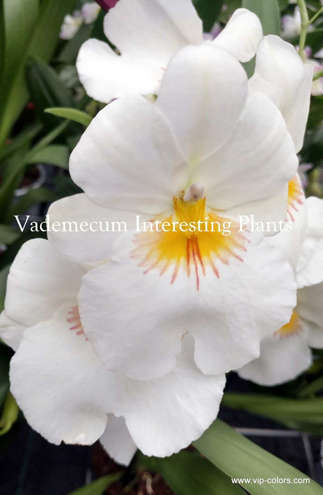 Vademecum Interesting Plants: Miltoniopsis - Miltonia ( storczykowate )