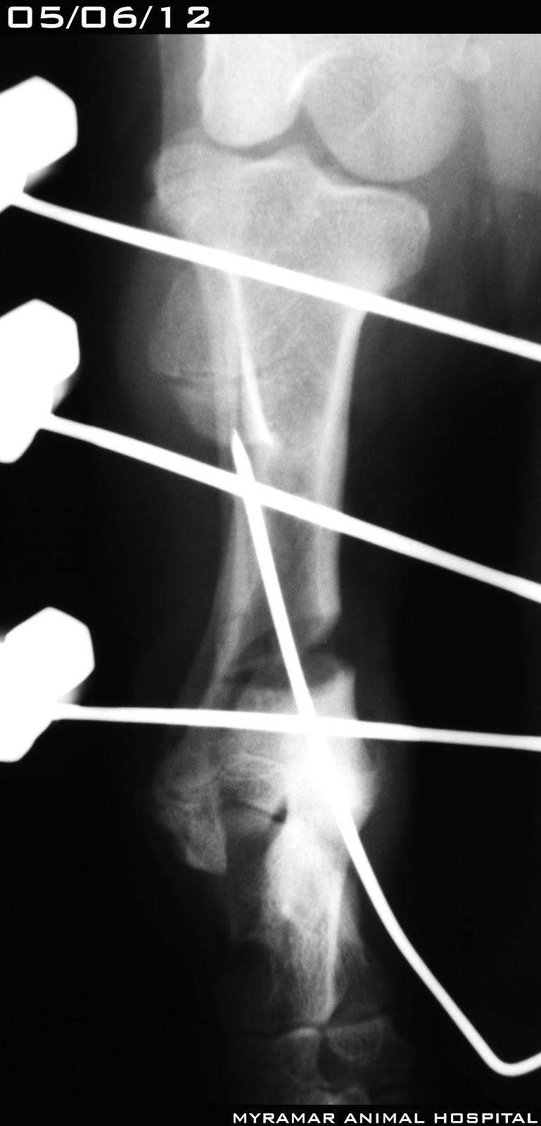 4. FRACTURAS DE TIBIA. TRAUMATOLOGÍA VETERINARIA.: Senf. Pes Varus ...