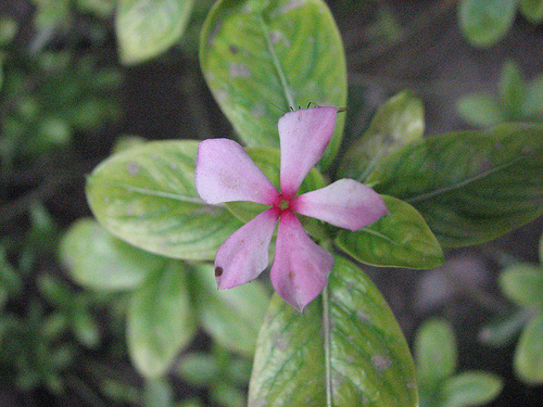 Tariq luqman Speaks: Pakistani Flowers Kinds With Pics
