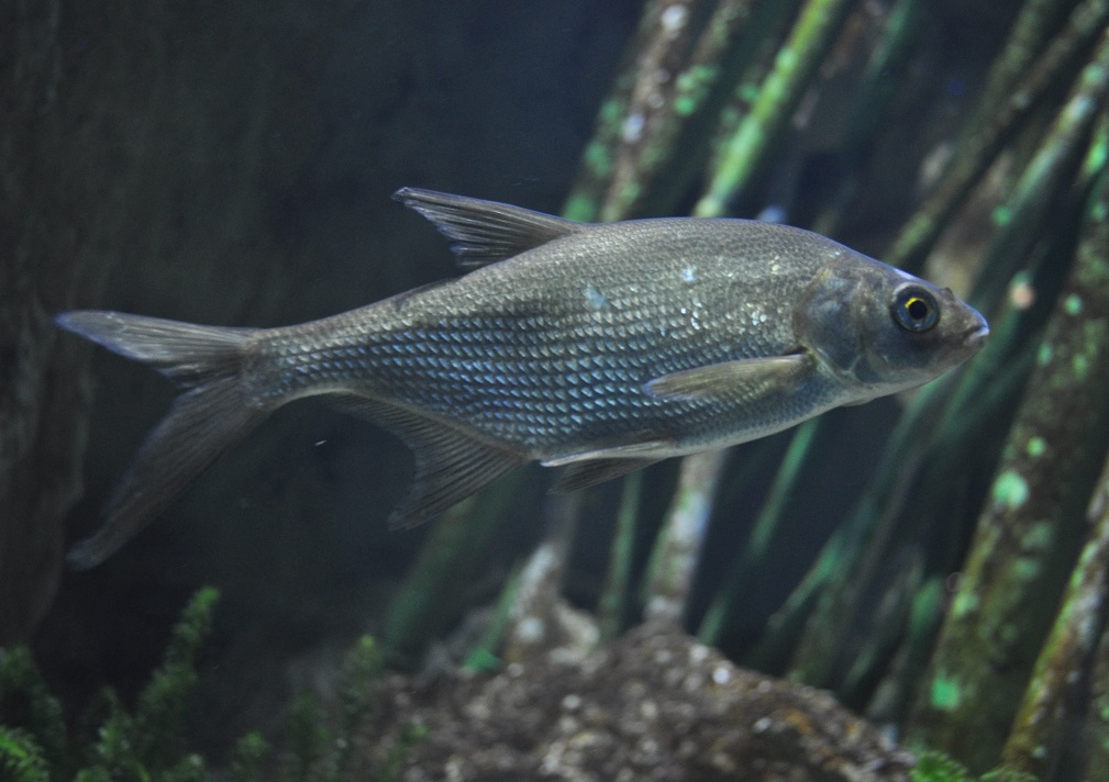 ZOOTOGRAFIANDO (5.836 ANIMALS): RUTILO / ROACH (Rutilus rutilus)