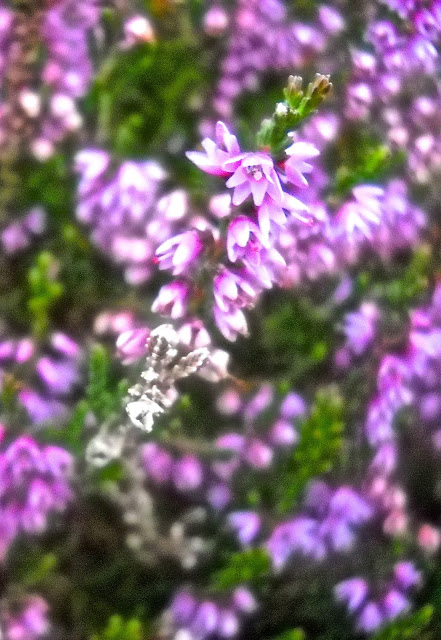 The Traveling Gardener: Stumbling through Heather