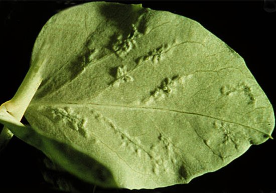 Homo agricola: Enamovirus