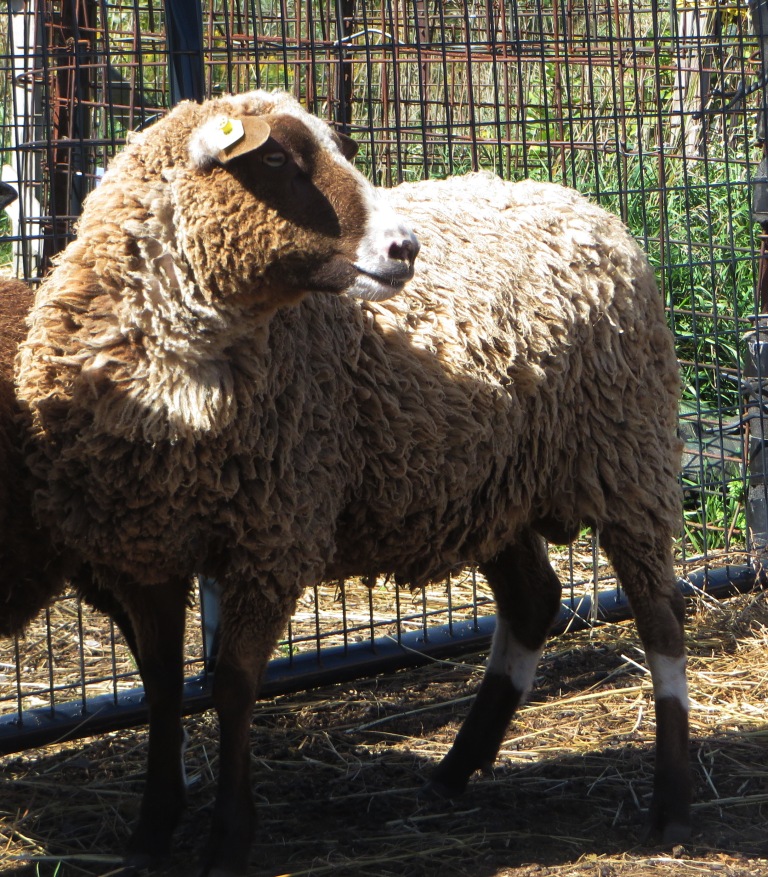 Whispering Pines Farm Registered Shetland Sheep: New Sheep 2016