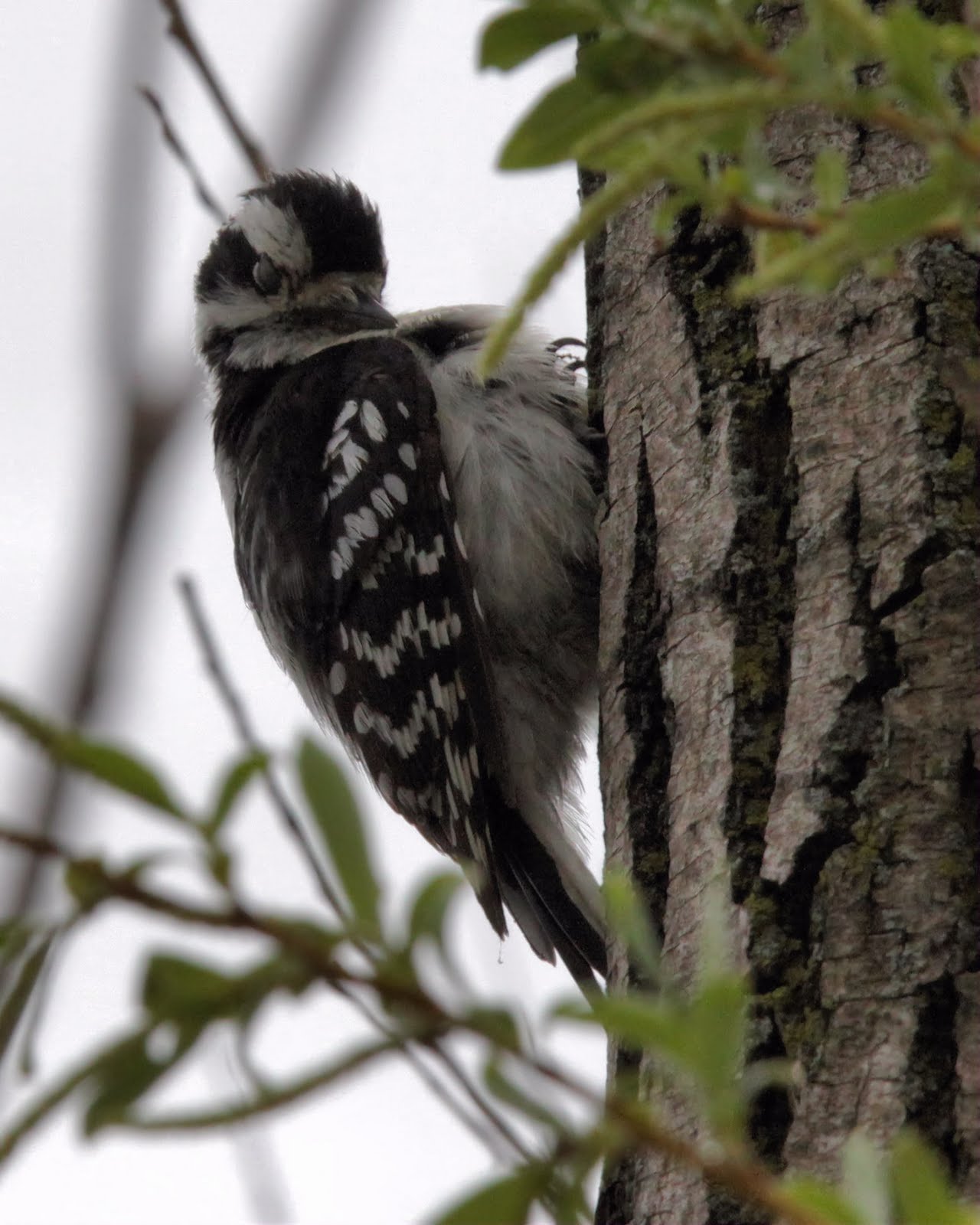 Birds from Behind : May at Magee...the madness has begun...