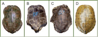 PA Environment Digest Blog: Abnormal Shell Shapes In Northern Map ...
