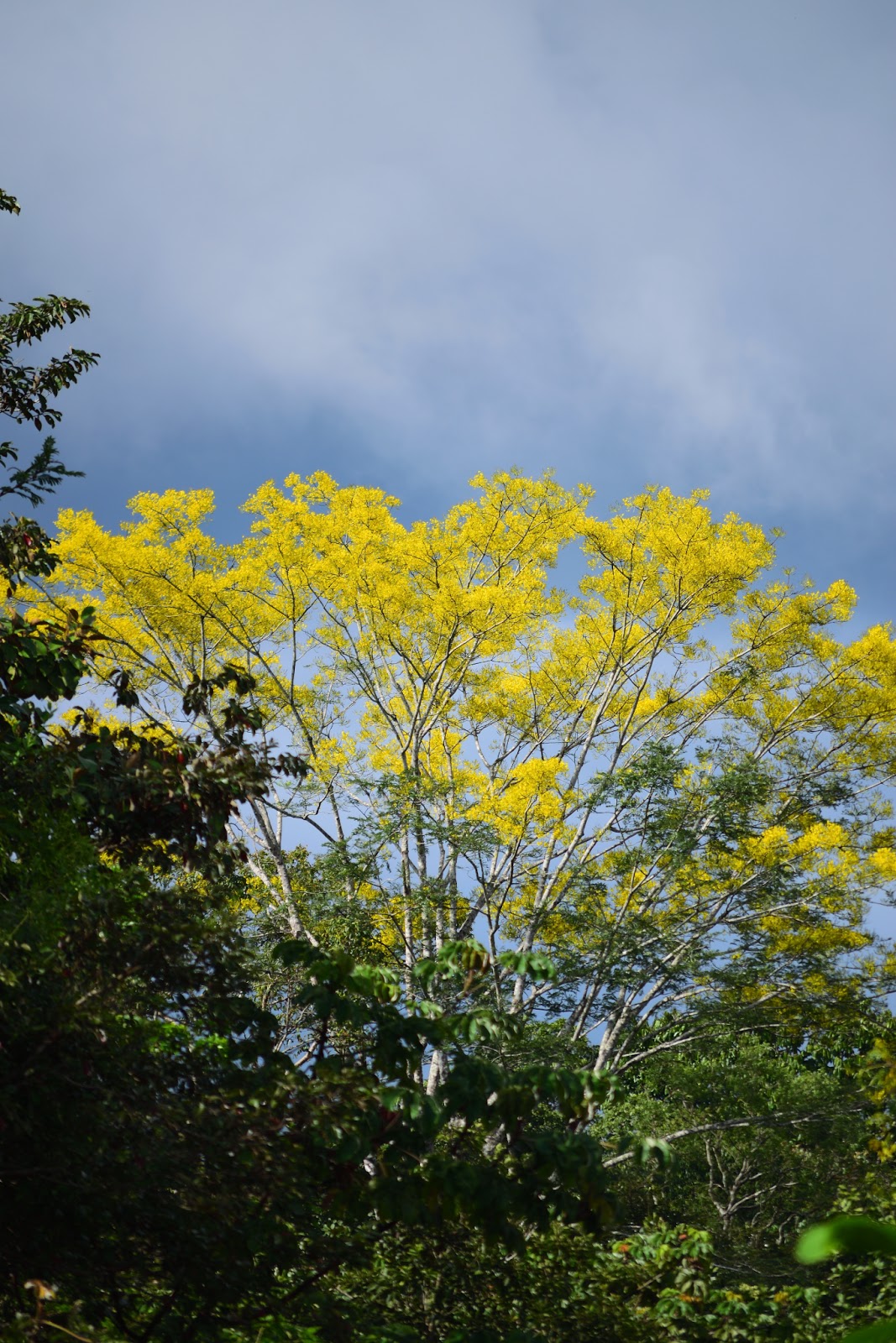 Schizolobium Parahyba